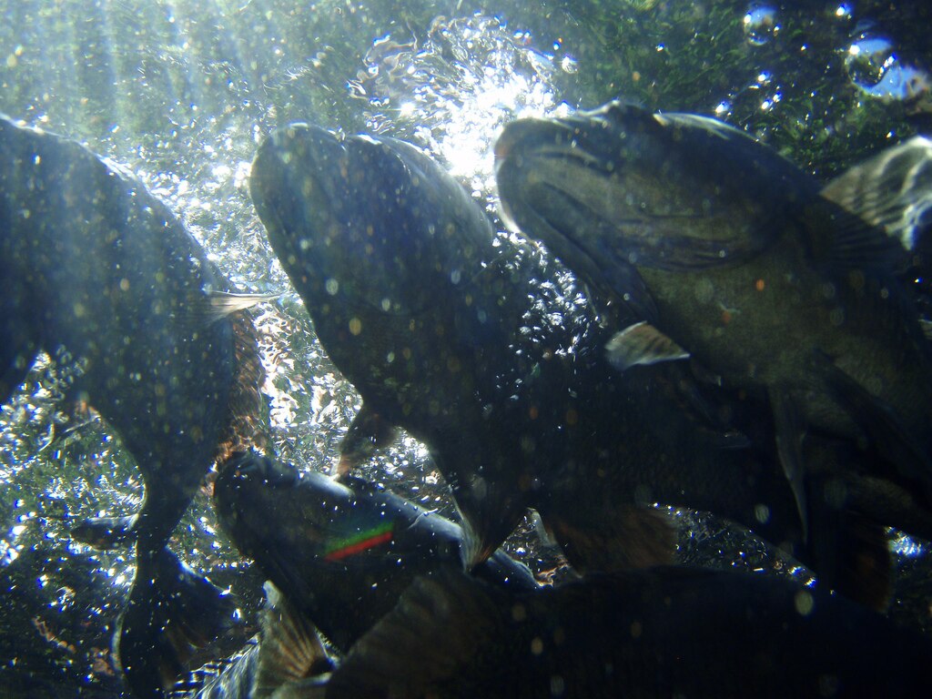 Volunteers ready to breed and release sooty grunter fingerlings in ...