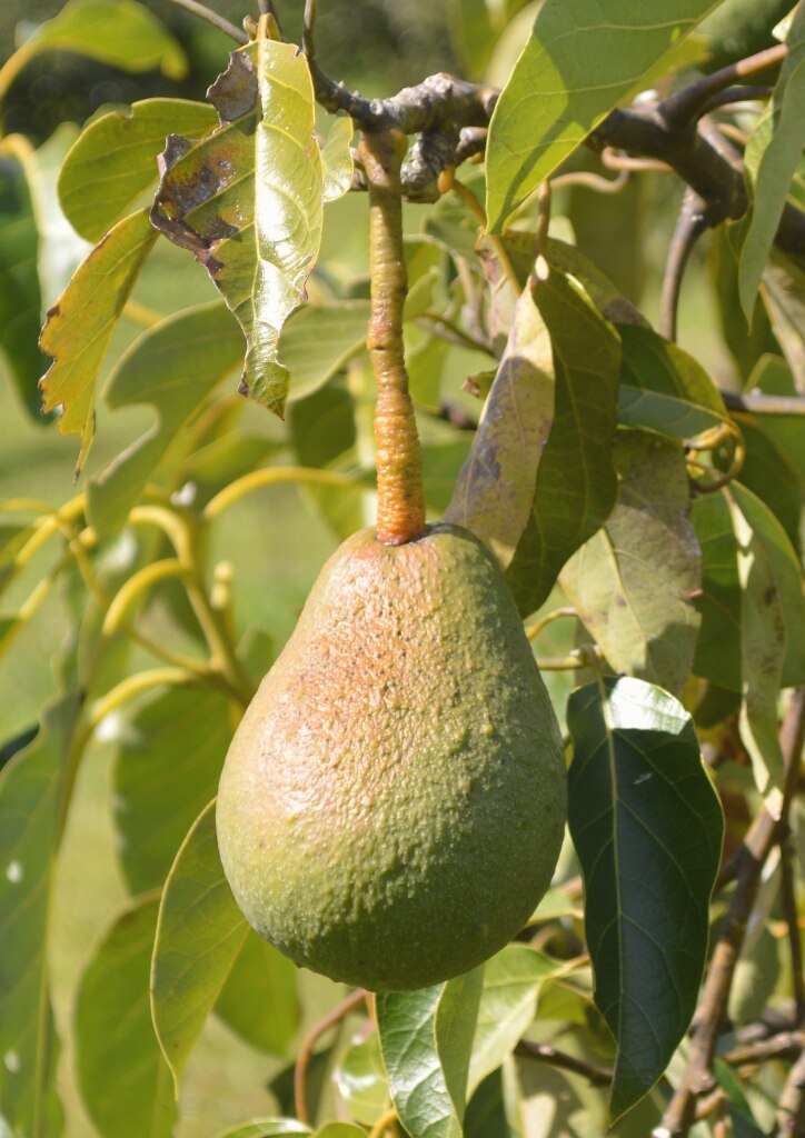 Fuerte the pick of the crop for avocado growers - ABC News