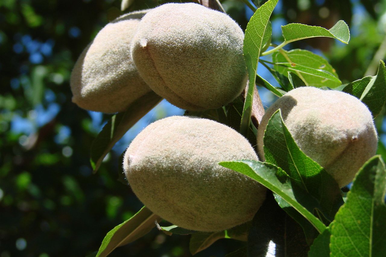 Victorian almond pollination hampered by attack on beehives - ABC News
