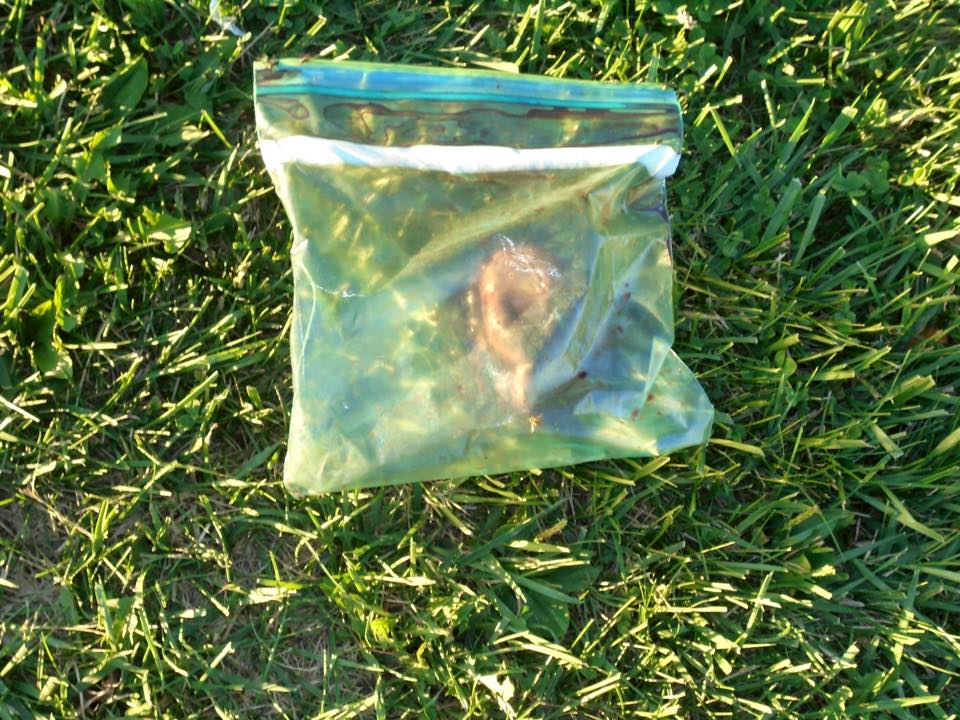 Heart found in zip lock bag: Ohio police investigate whether organ is ...