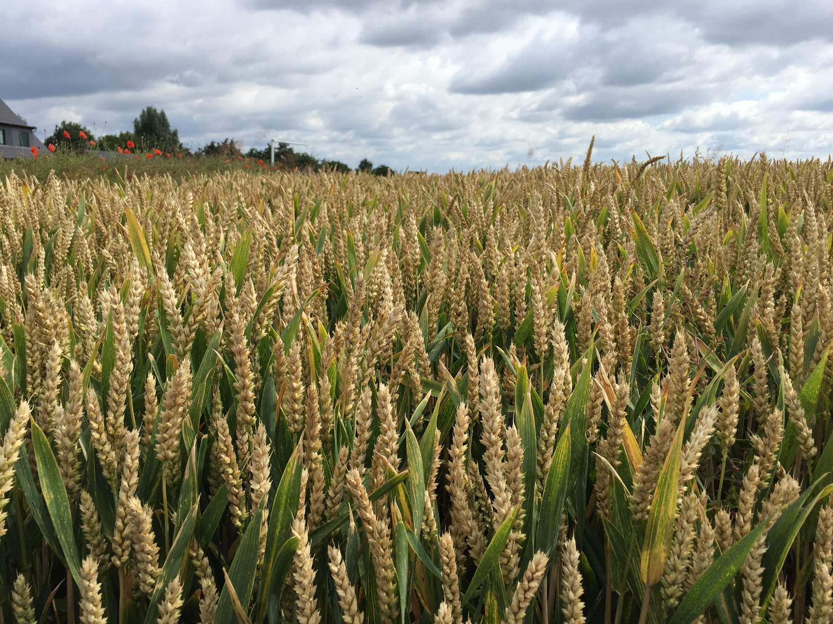 Australian farmers tipped to produce record winter crop yields - ABC News