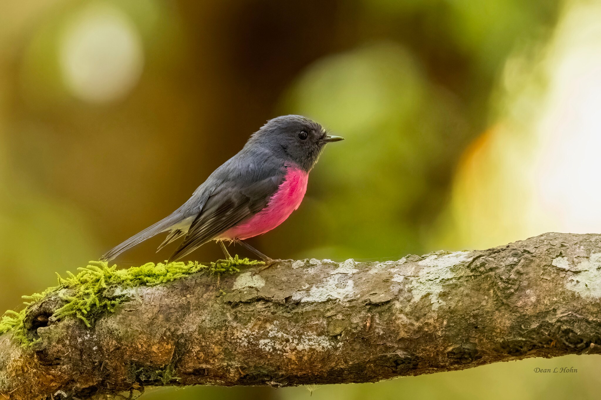 Explore the world of the dazzling pink robin - ABC listen