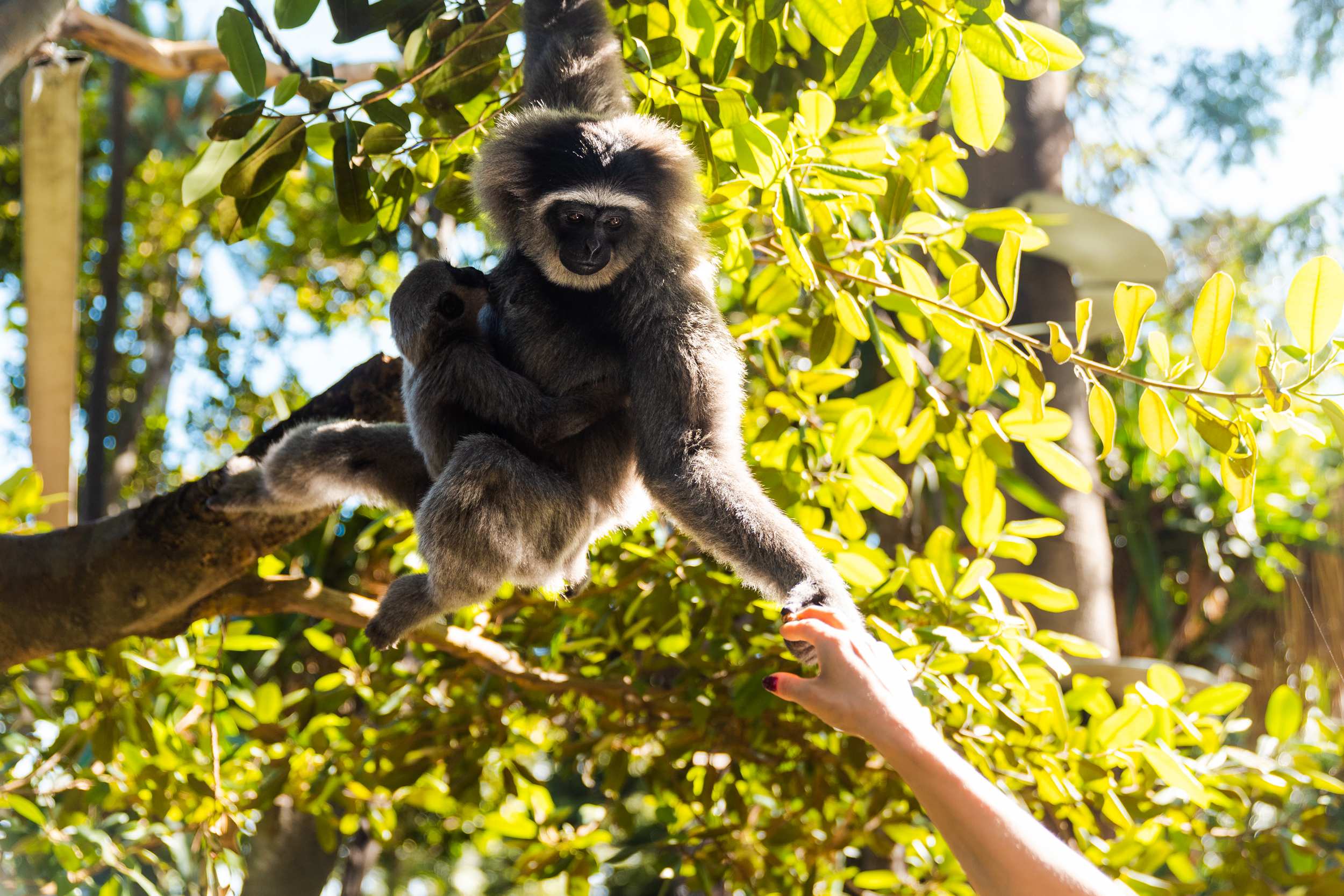 Endangered gibbons are hooking up across the globe thanks to zoologist ...