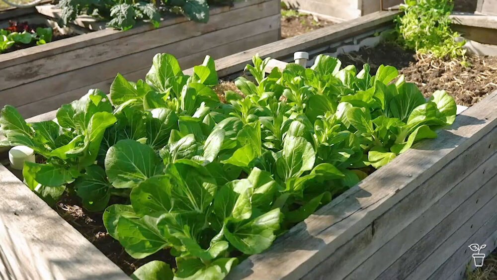 Quick Wick Fix - Gardening Australia