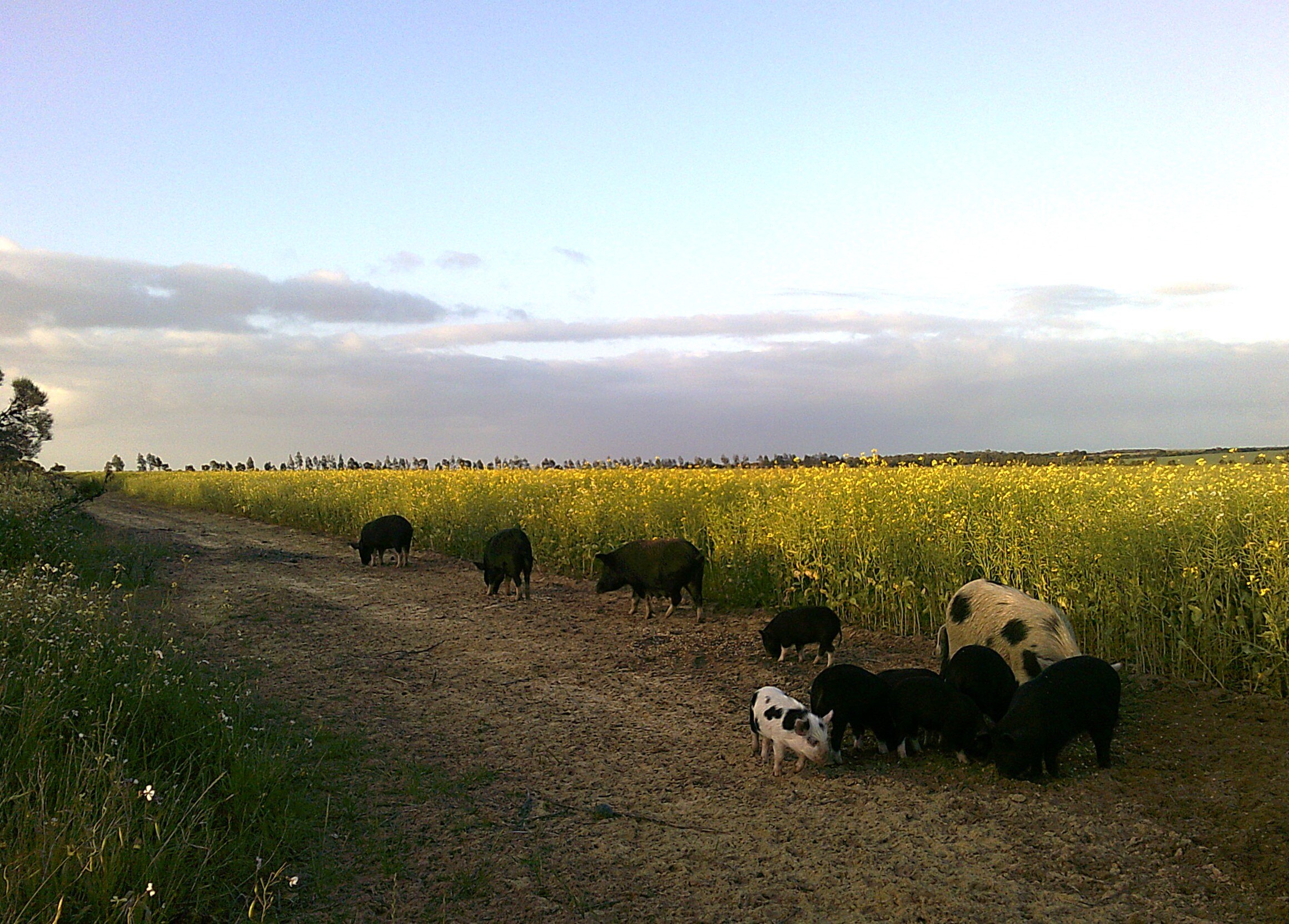 Feral pig cull reduces pest numbers in WA's Northern Agricultural ...