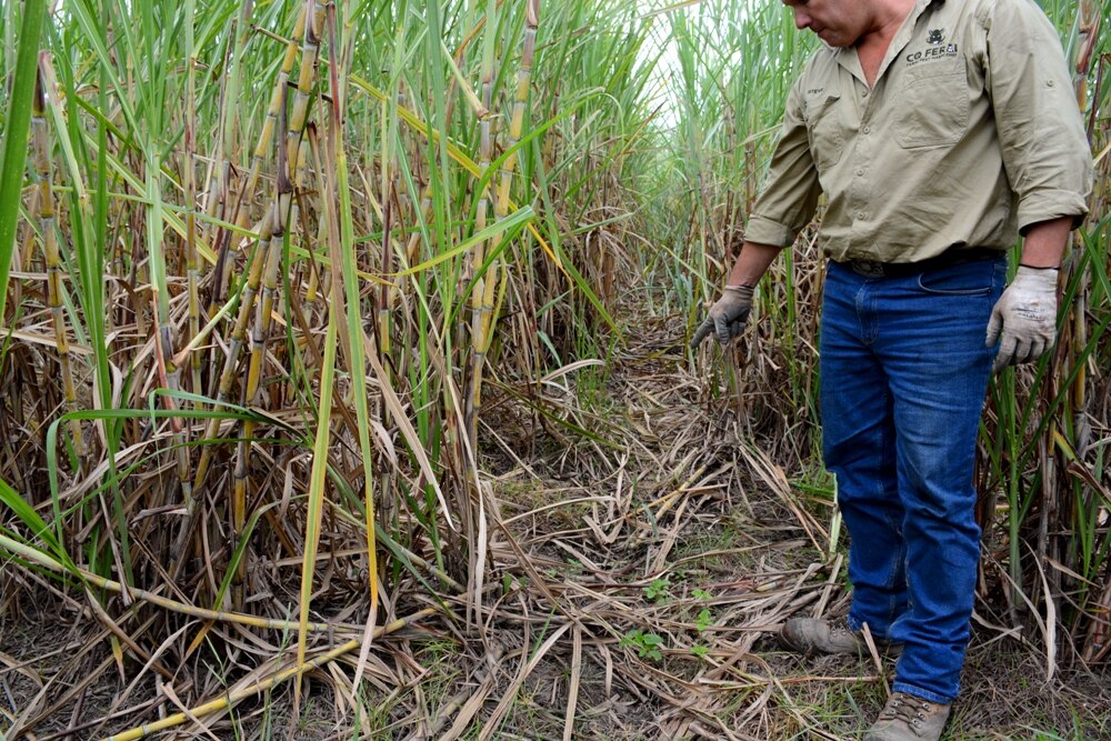 Feral pigs run rampant, cause $7 million damage to Mackay's cane crops ...