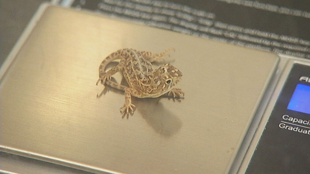 Canberra breeding program bolsters tiny endangered dragons - ABC News