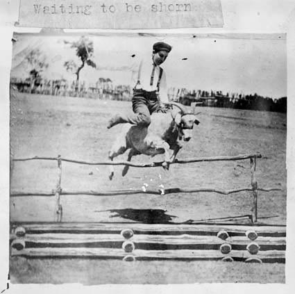 Goats once vital for the outback now out of flavour but there's hope in ...