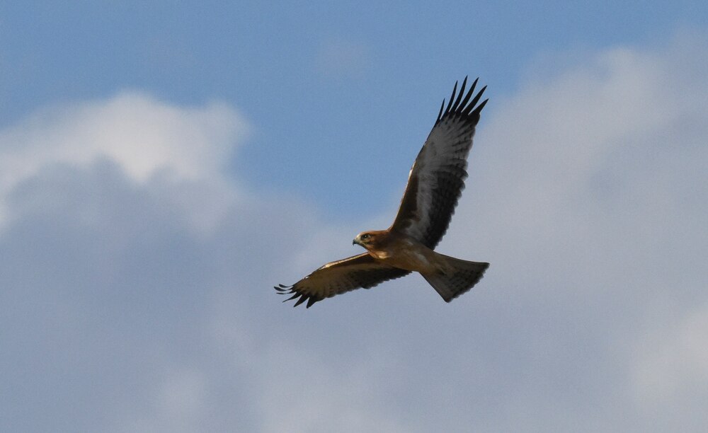 Little eagle's big journey from Canberra to a Northern Territory town ...