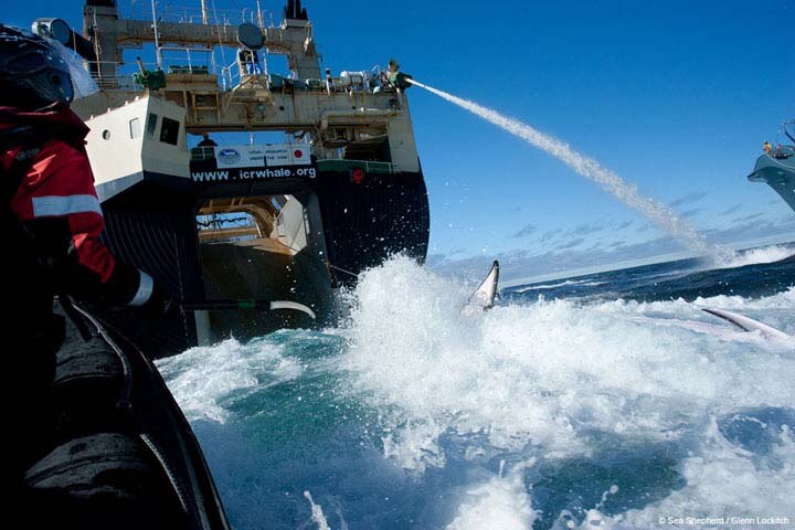 Anti-whaling case: Dreyfus denies Japan's claims Australia in bed with ...