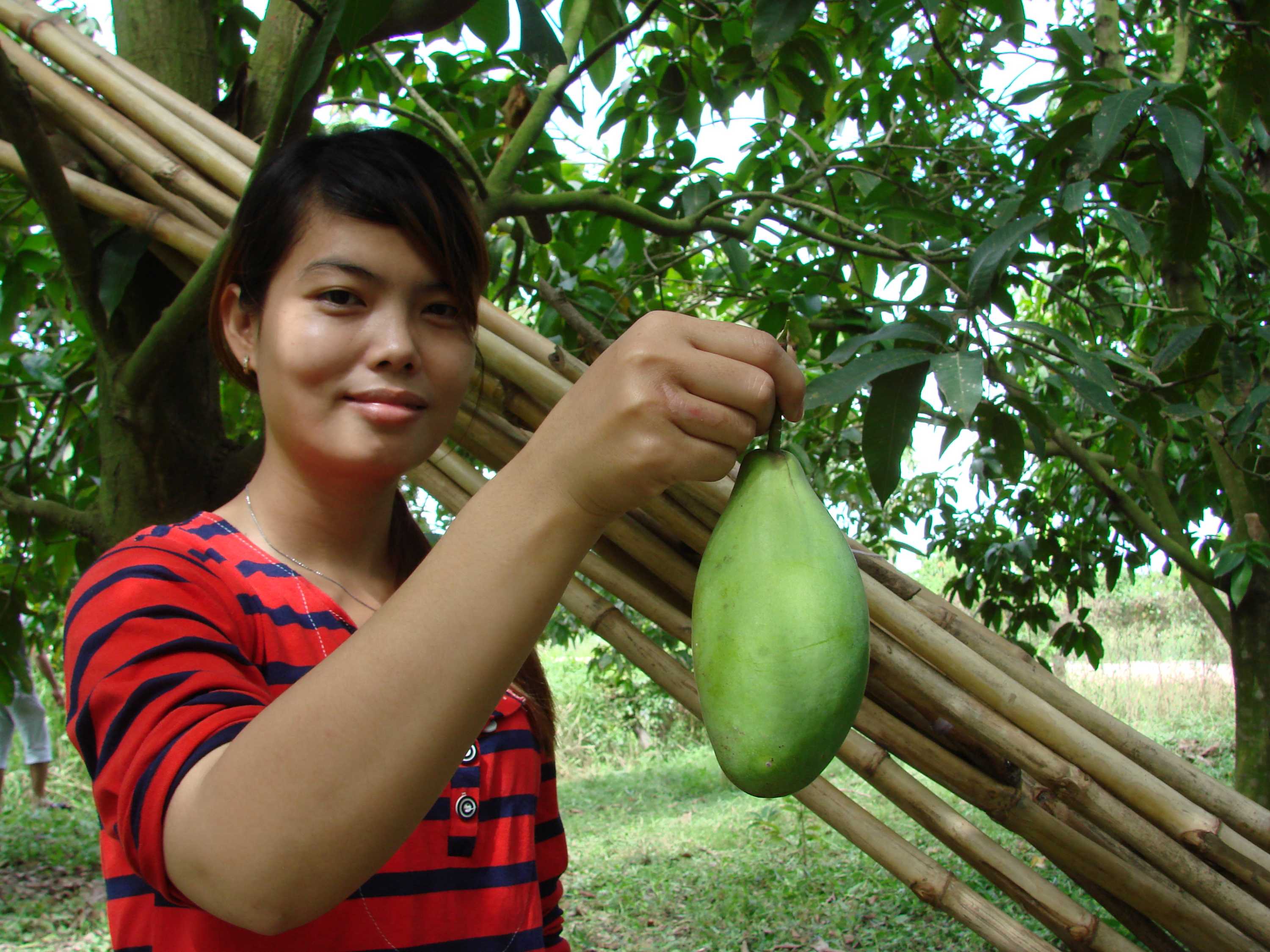 Mango tree manipulation trial starts to bear fruit near Darwin - ABC News