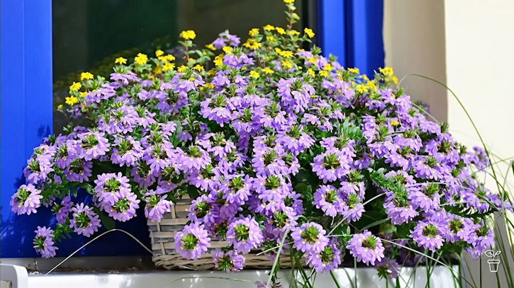 Plant Profile - Fan Flowers - Gardening Australia