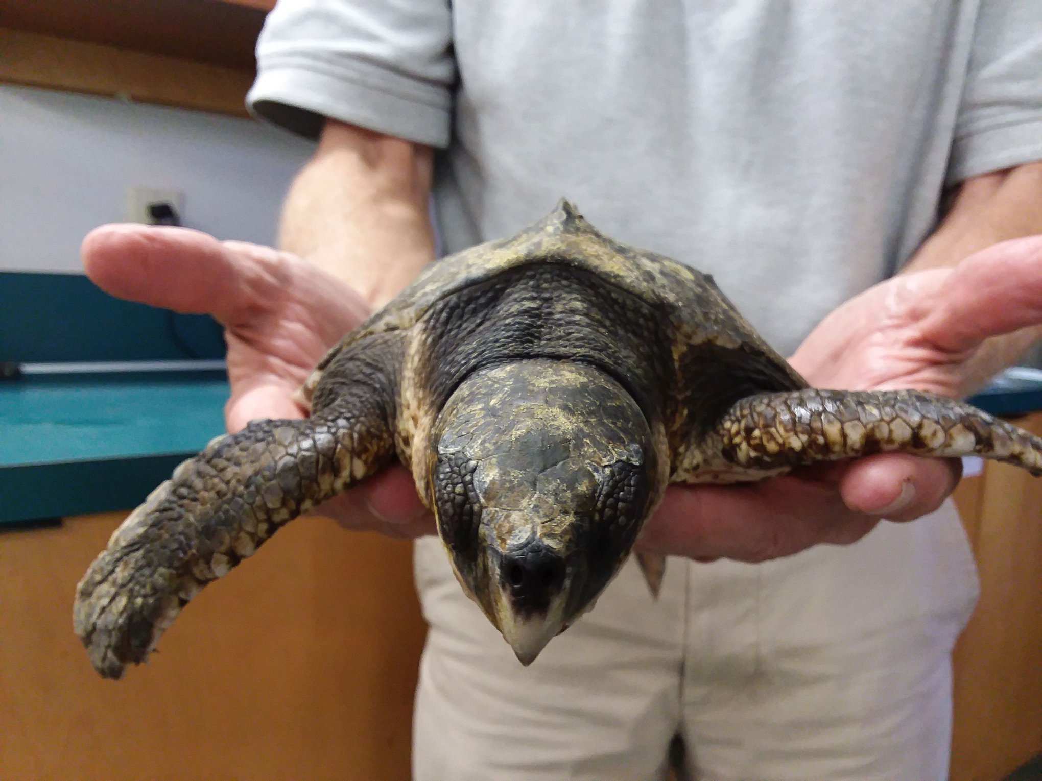 Hundreds of stunned turtles wash up on US shores after getting caught ...