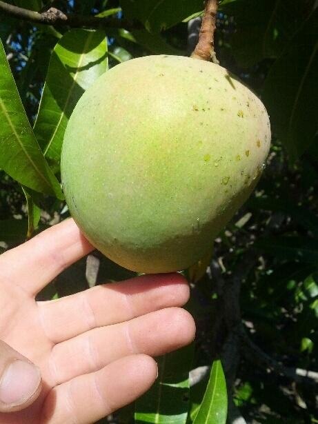 Picking mangoes in June! - ABC News