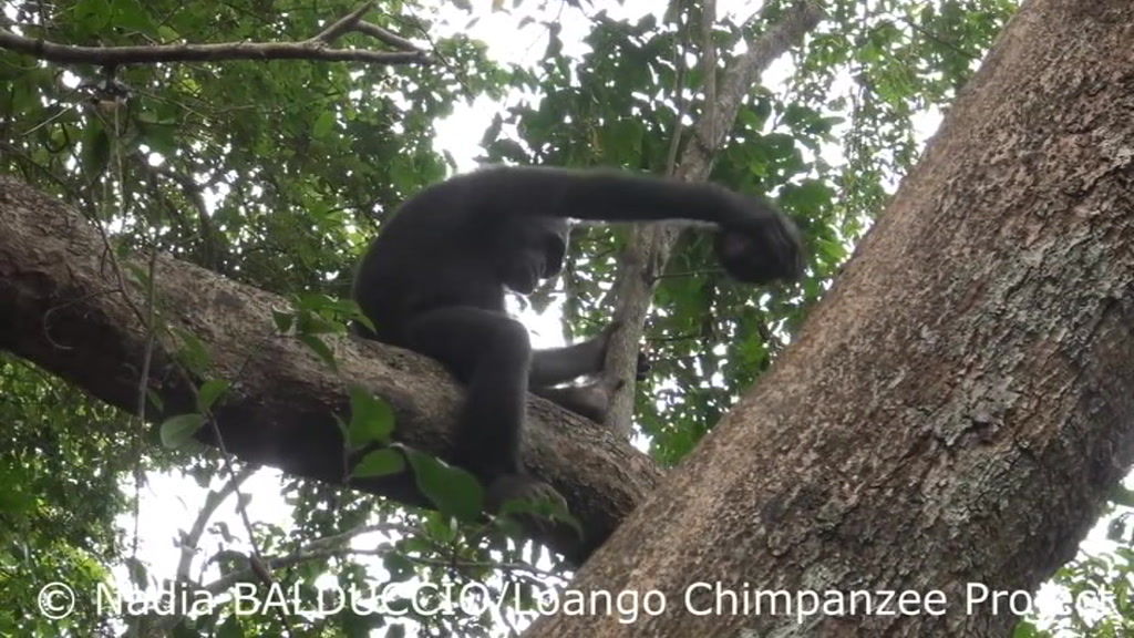 The chimps were observed bashing the shells against trees to reach the ...