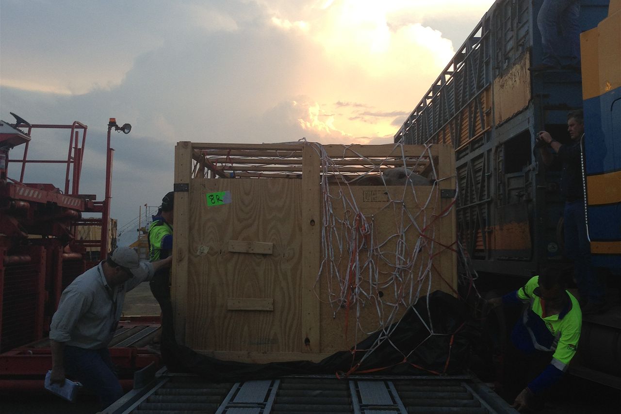 Brahman heifers touch down in Indonesia - ABC News