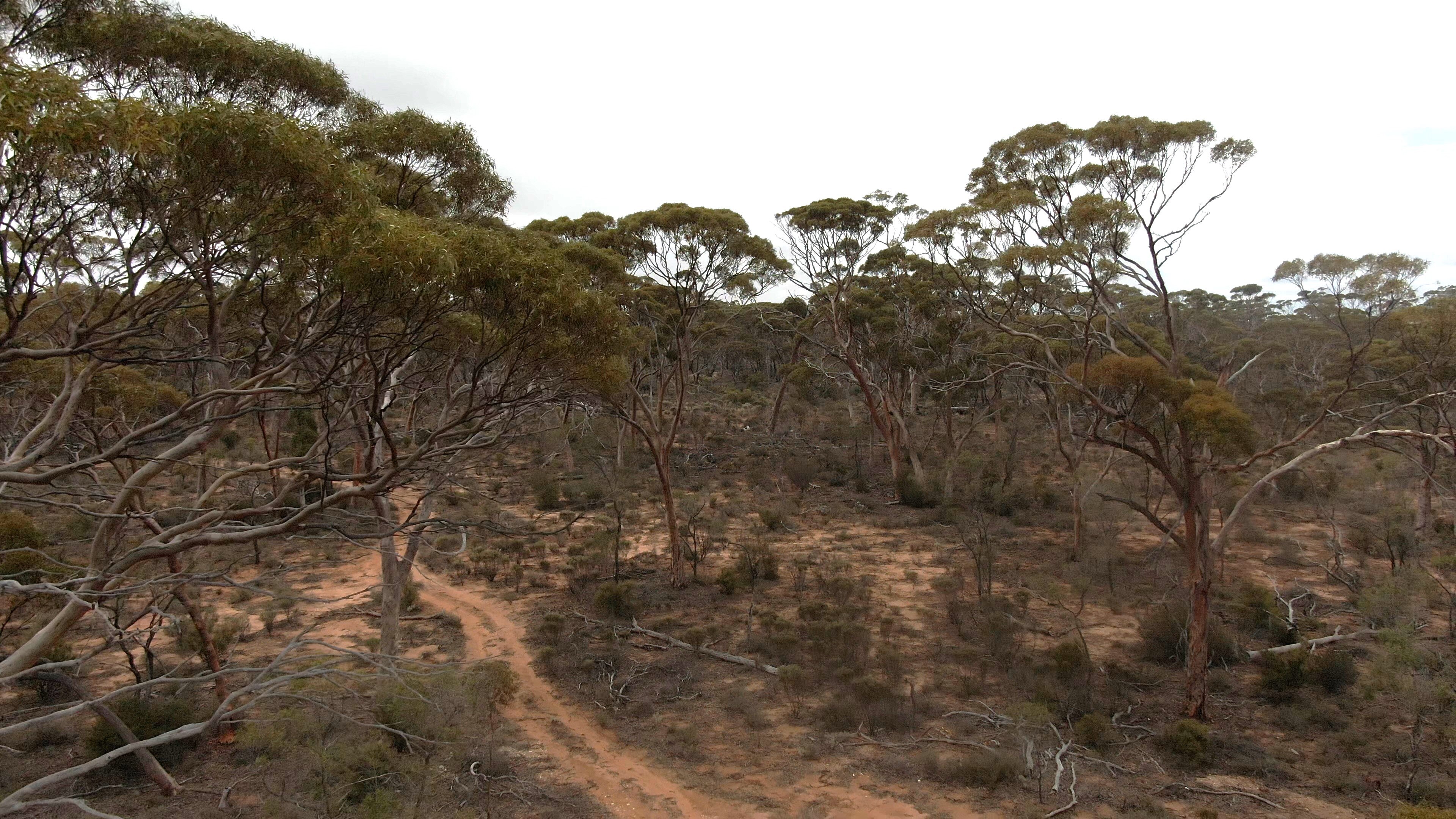 Horned 'devil' bee found in remote Goldfields prompts call for further ...