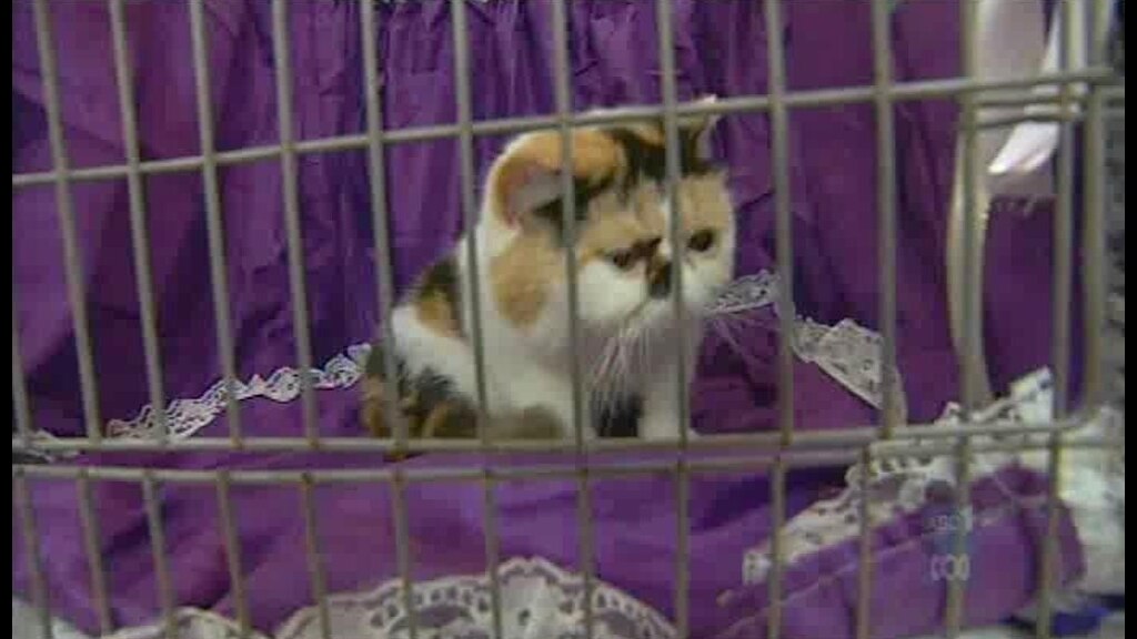 Cat competition at the Royal Show - ABC News