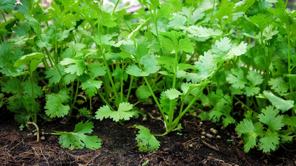 Coriander - Gardening Australia