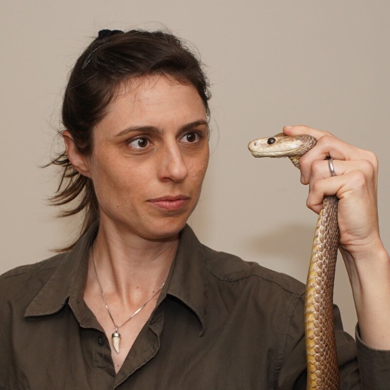 Cases of snake bites rise in NSW, with warmer weather and urbanisation ...
