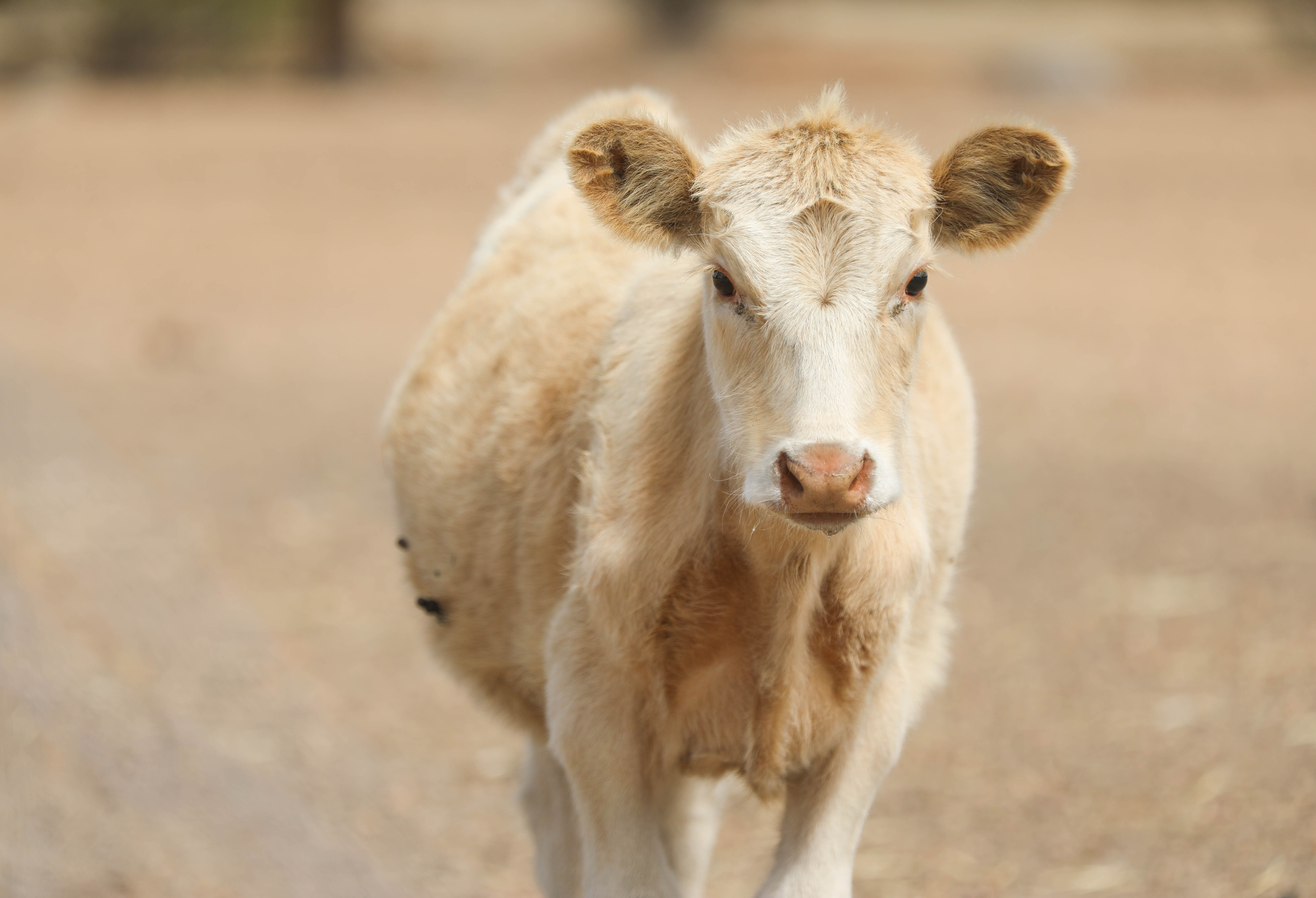 WA singer Shenai Johnston reflects on music, empowering women as she ...