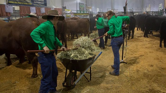The big business of beef: ABC coverage of Beef Australia 2015 - ABC News