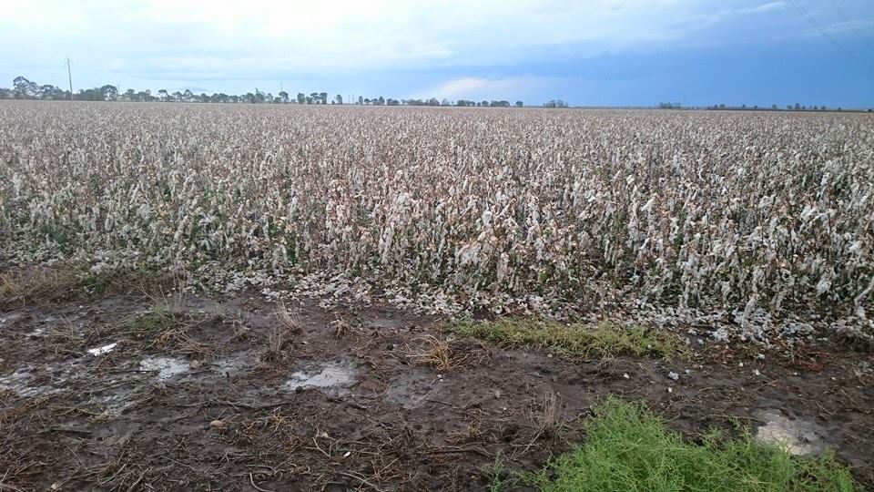 Severe storms ravage cotton crops in northern New South Wales - ABC News