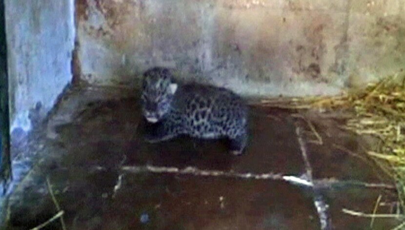 Rare Iranian leopard cub born in Italy - ABC News