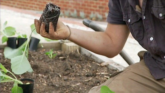 The Patch - Gardening Australia