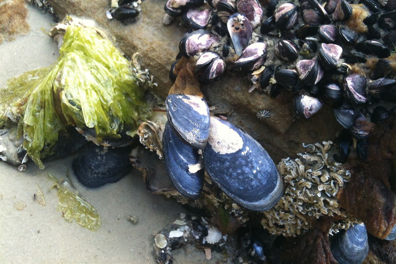 Toxic algae responsible for paralytic shellfish poisoning could harm ...