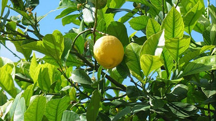 Josh's juicy lemon cordial - ABC News