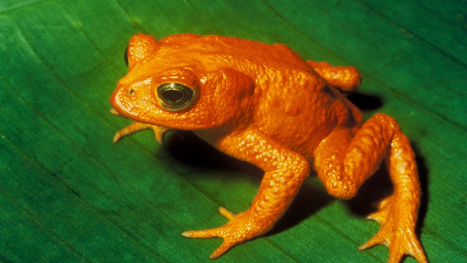 Science Week Special (Ep 22), 2024 - Behind The News