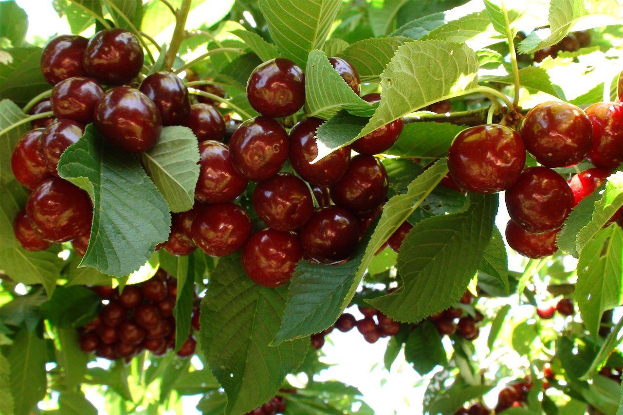 Choc cherry ripple cake with drunken fruit - ABC Everyday