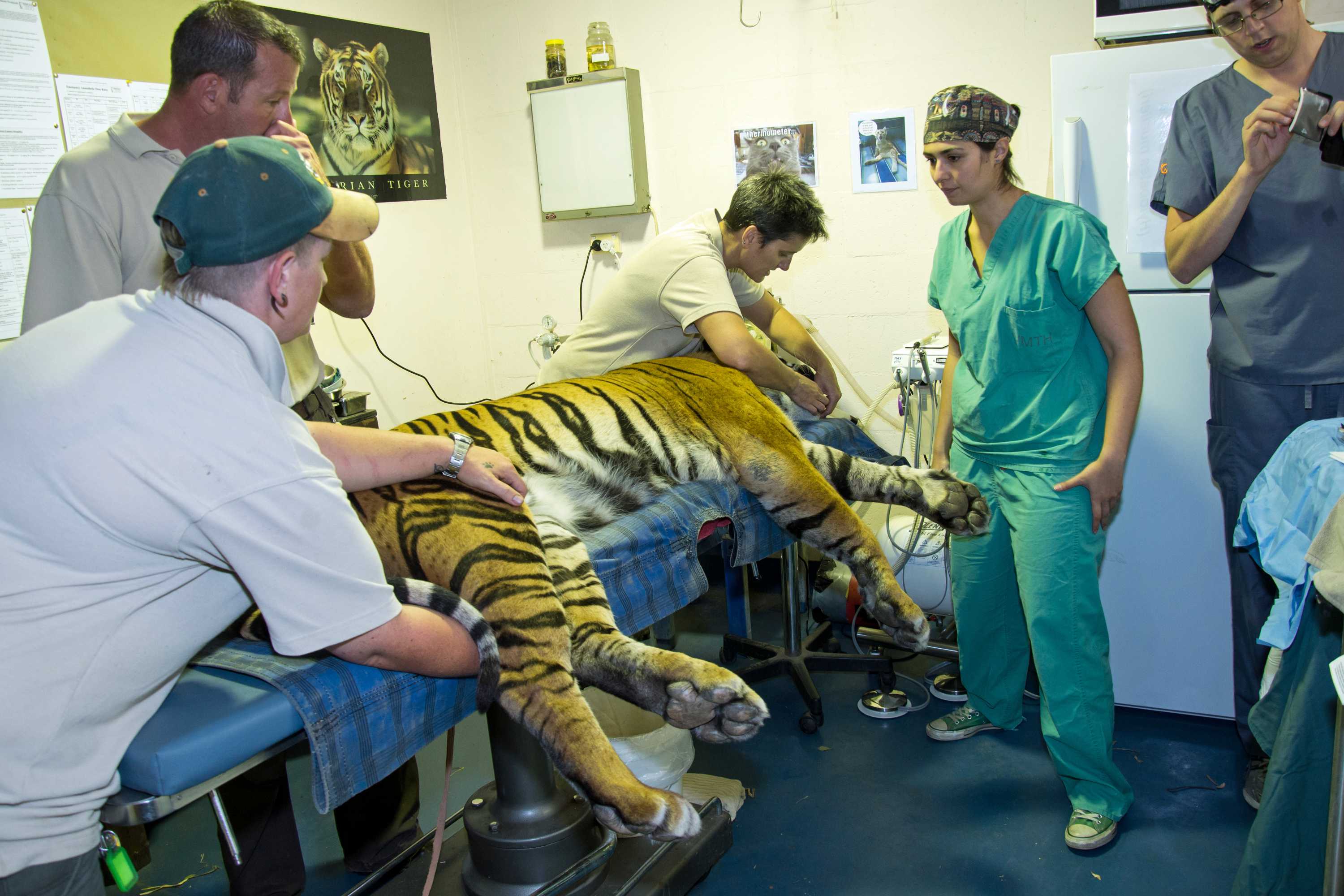 Sumatran tigers visit the dentist - ABC News