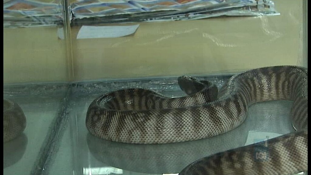 Alleged python thieves appear in court - ABC News