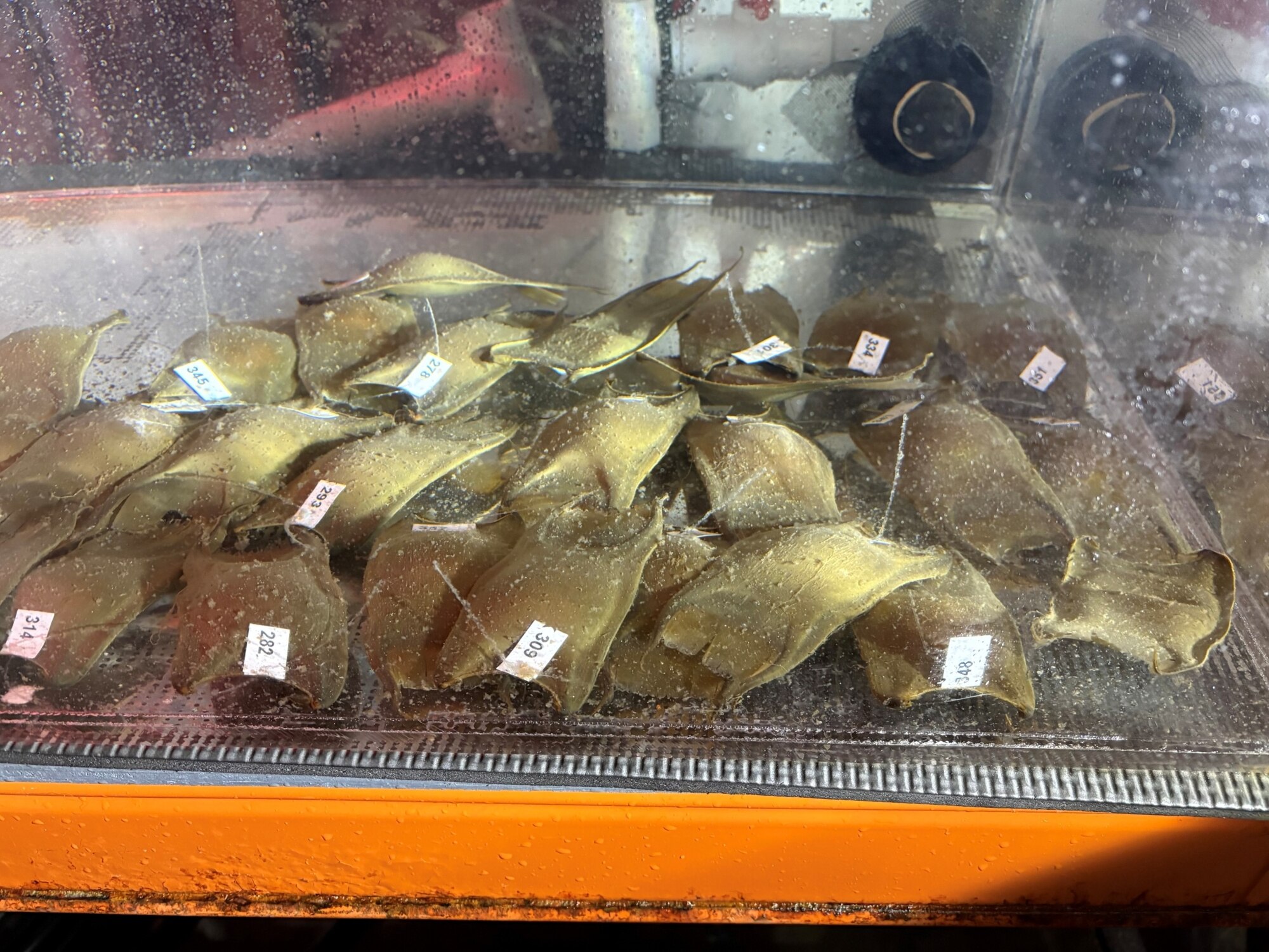 Scientists prepare to release captive adult Maugean skates as attention ...