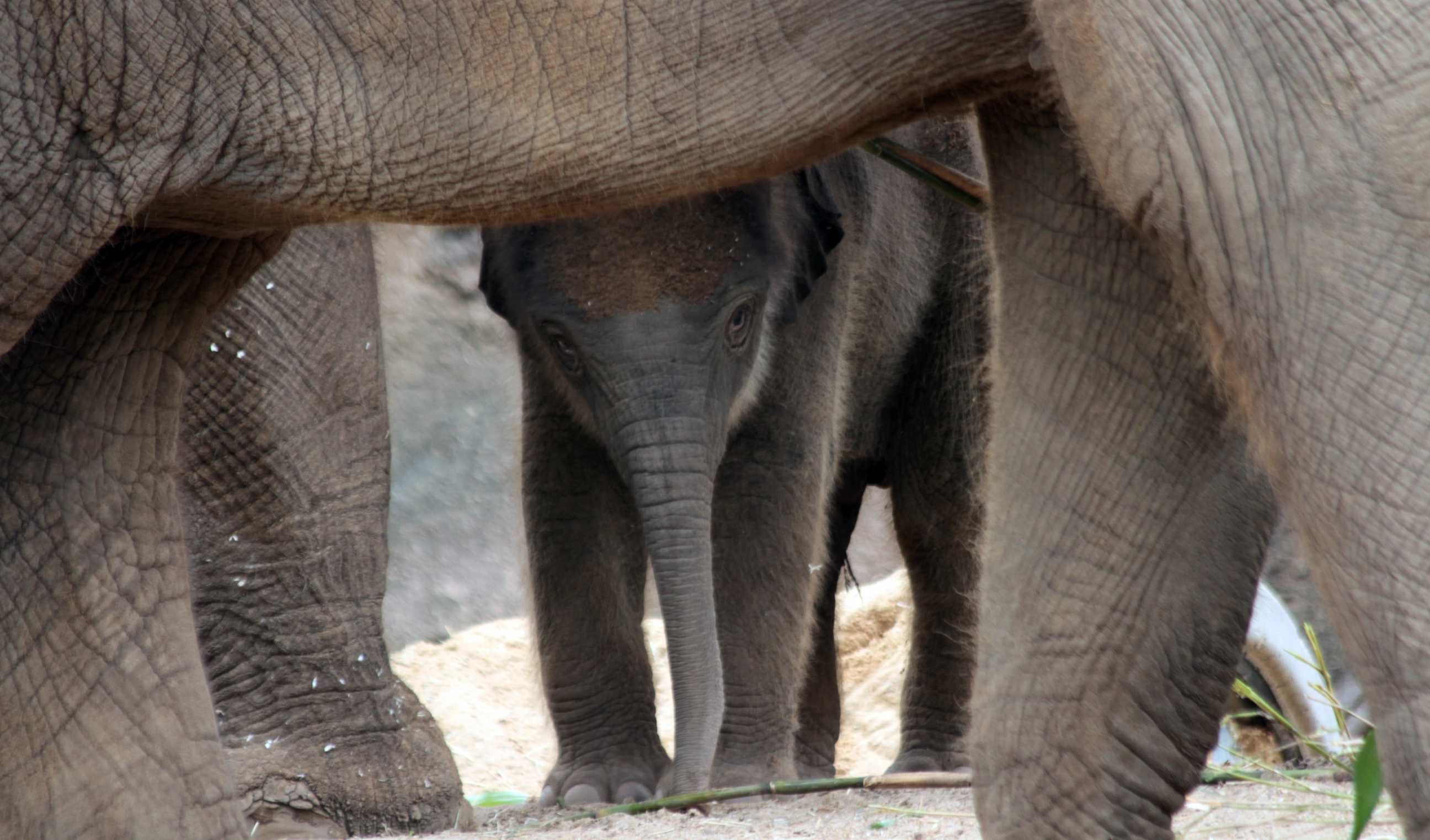 Zoo diaries: birth - ABC Radio National