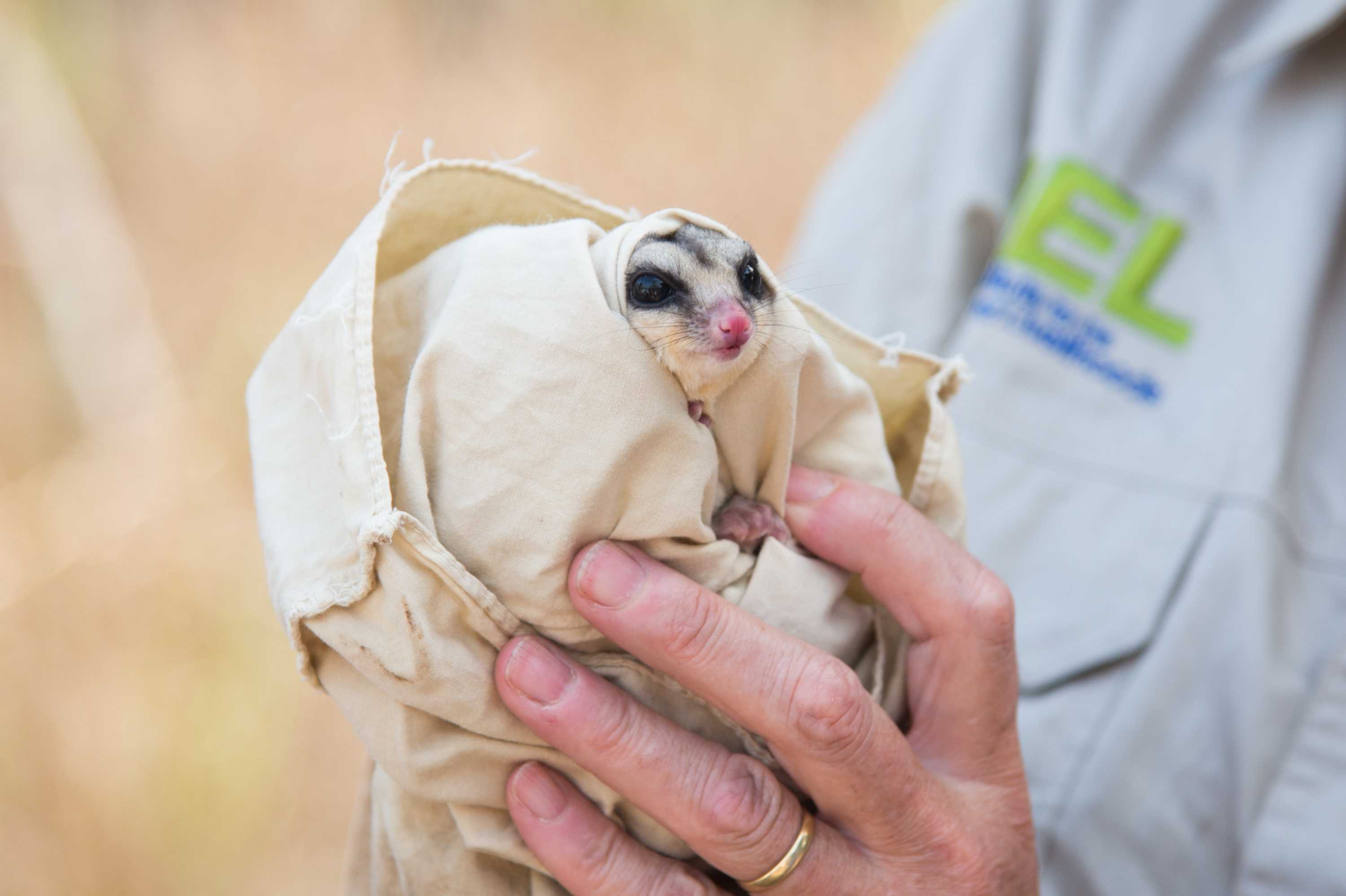 'New species' of gliding possum found in northern Australia - ABC News