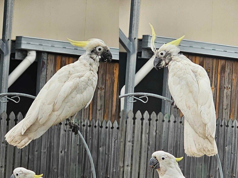 Sick cockatoo sightings spark psittacine beak and feather disease ...