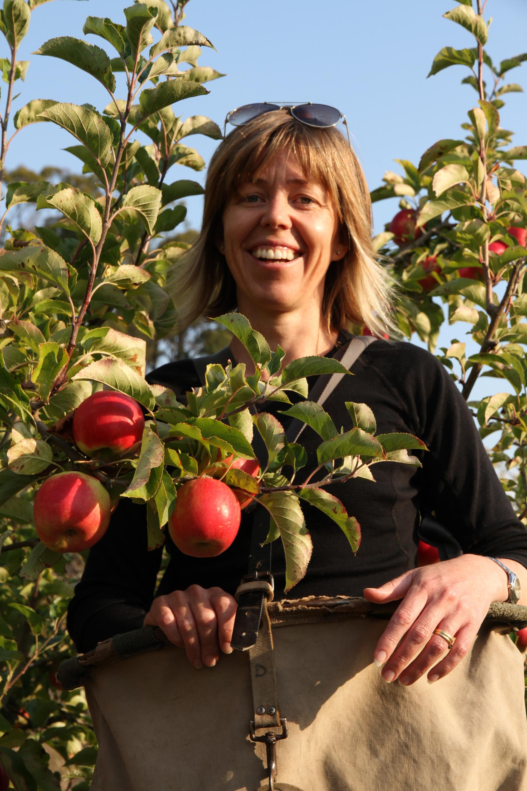 New apple grower runs 100 year old orchard - ABC News