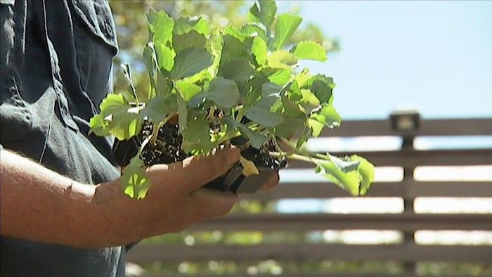 Composting Gum Leaves - Gardening Australia