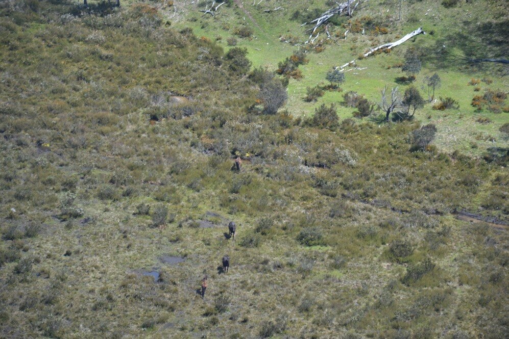 Shooting brumbies in Kosciuszko - ABC News