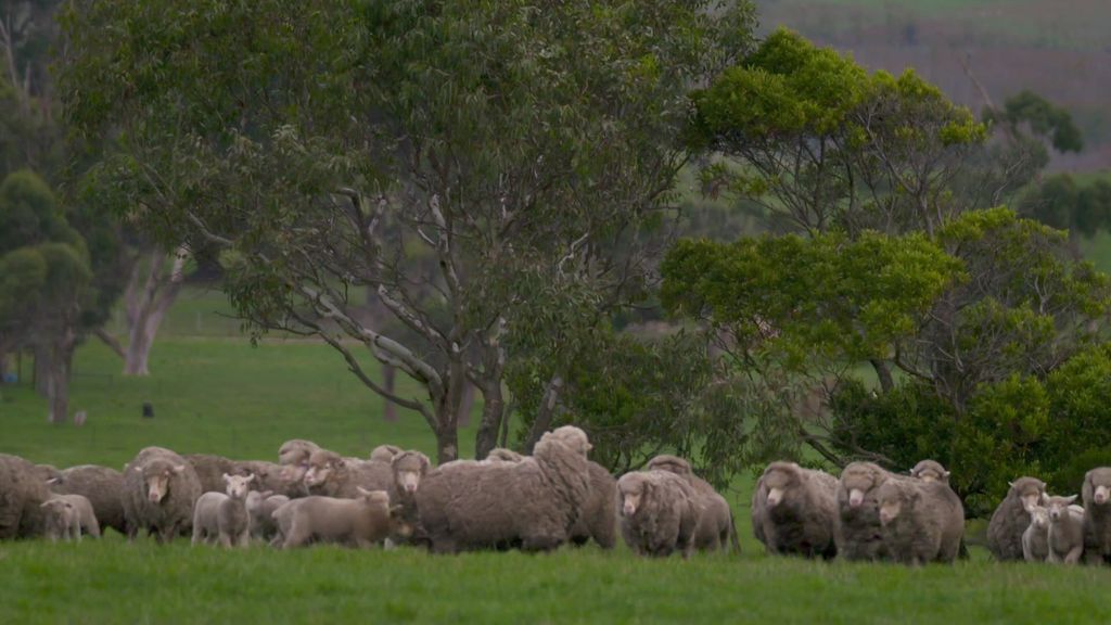Care Farms: Helping mental hurt through care farms - ABC News