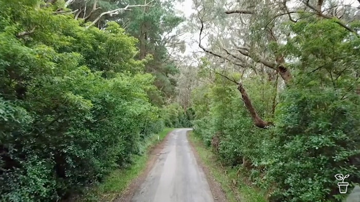 Weeding Out Karamu - Gardening Australia