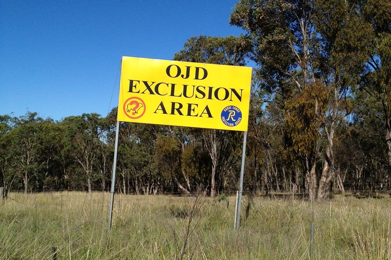 Sheep health form simplified after OJD meeting - ABC News