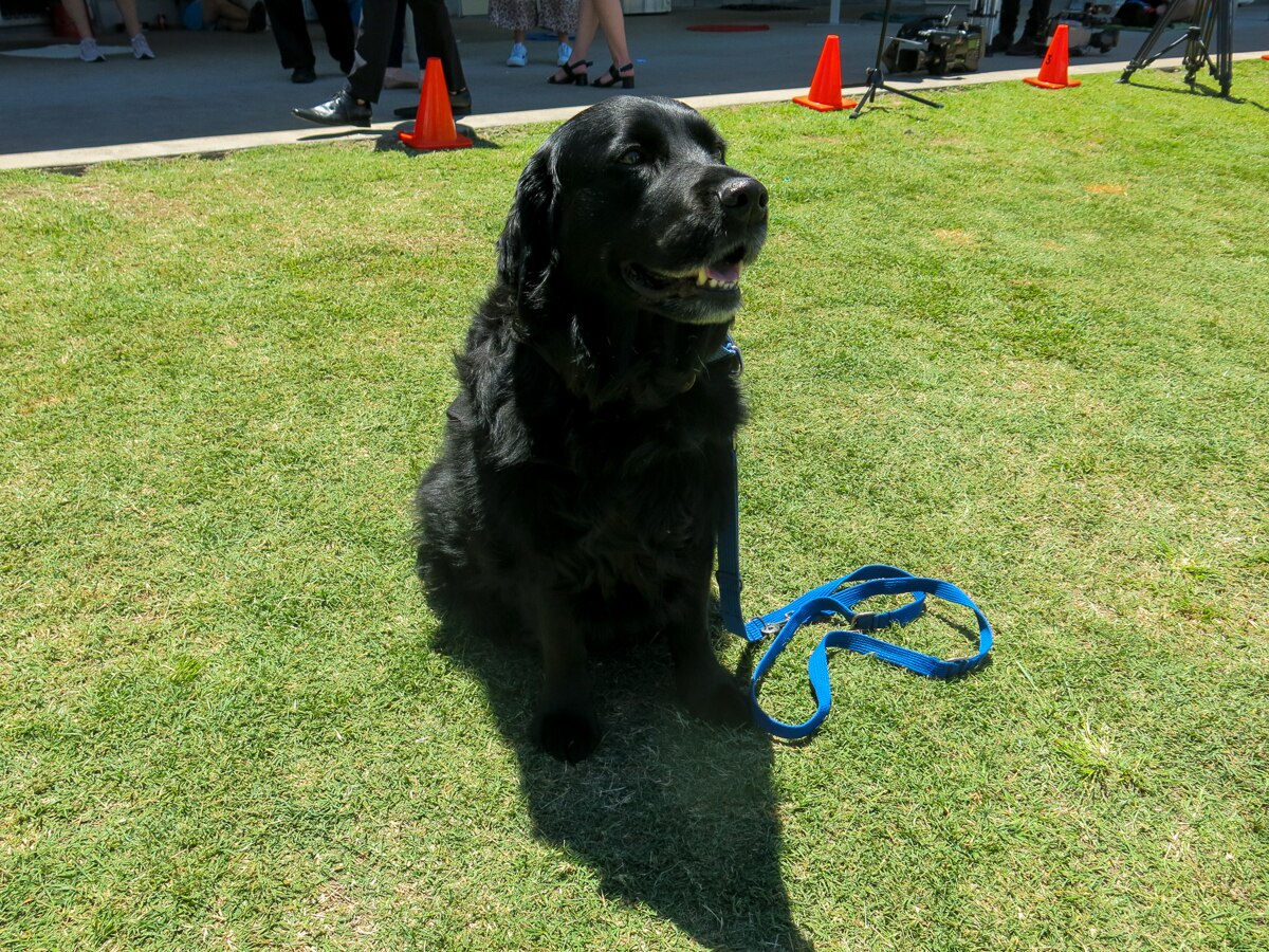 Australia-first prison program in Queensland sees dogs trained as ...