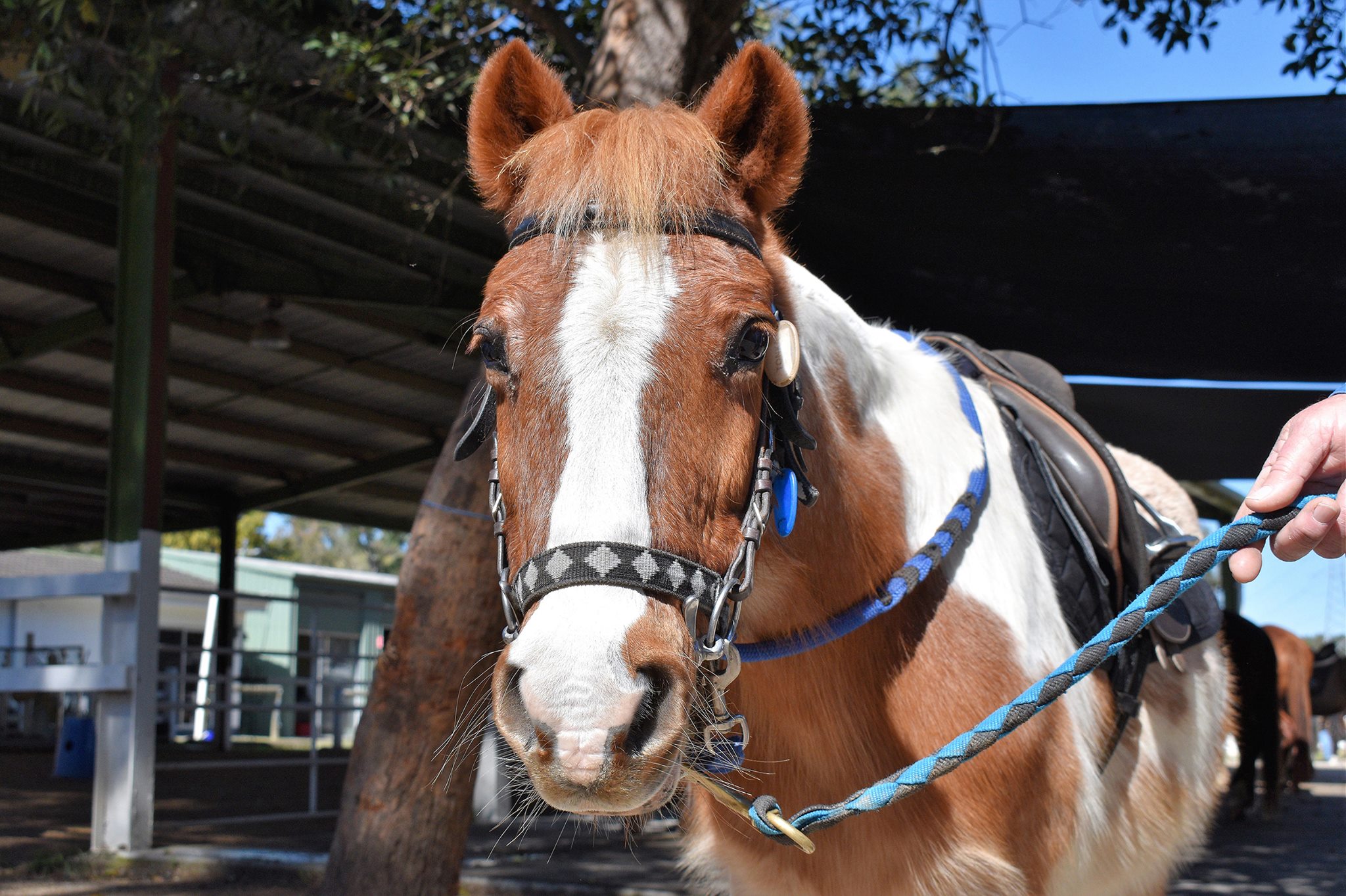 Shock closure of horse-riding school for people with disabilities ...