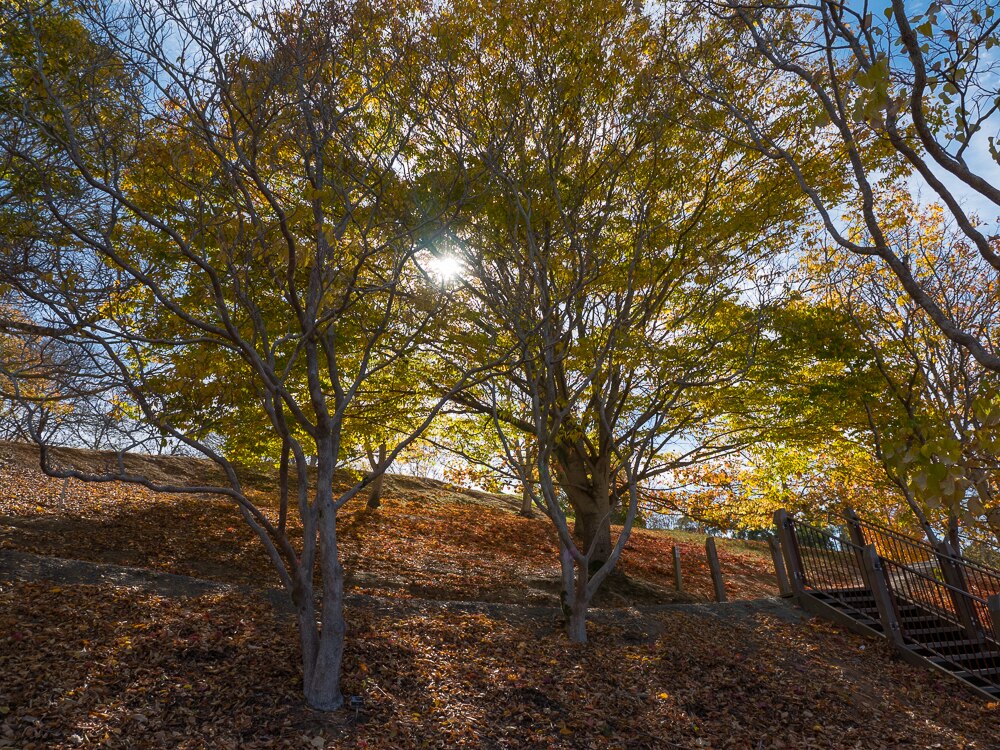 Capturing the colours of autumn around Adelaide - ABC News