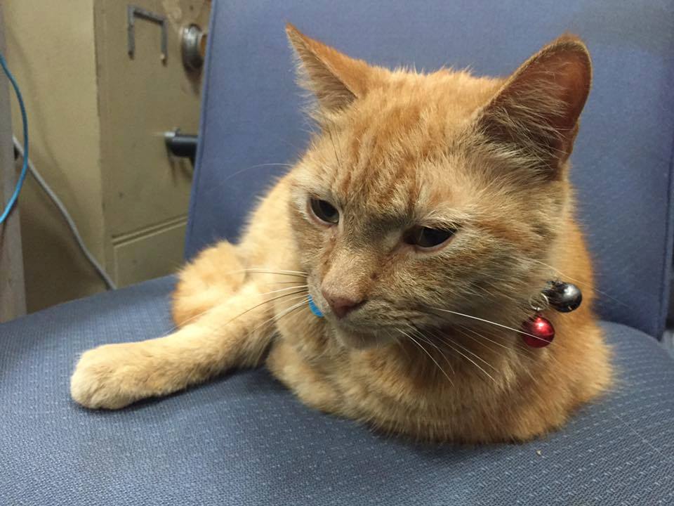 Troop Cat Ed at home with the Sydney Mounted Police - ABC News