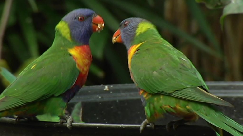 Rainbow lorikeet most common bird in Aussie Bird Count - ABC News